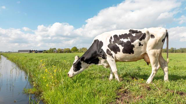 Farmer uncovers company's dark secret after cows kept dying: 'An ...