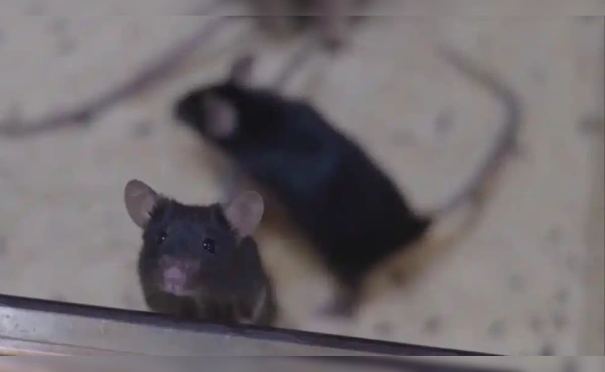 Mouse births pups after return from space mission in China