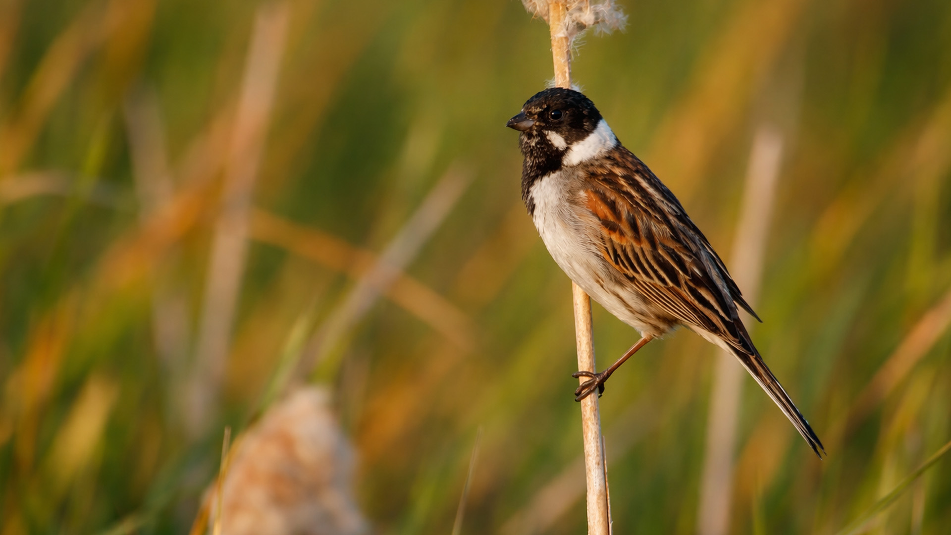 Im sanften Licht des Abends