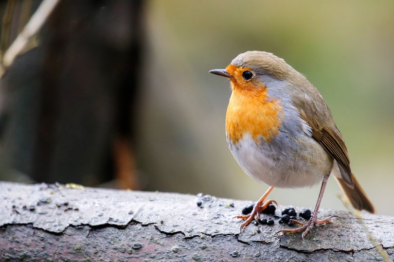 Woman shares the 1 food robins love to get them returning to the garden