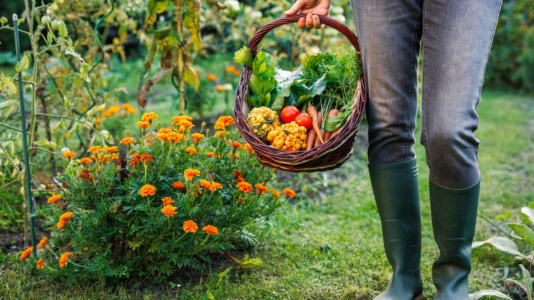 10 best marigold companion plants for a healthier vegetable garden