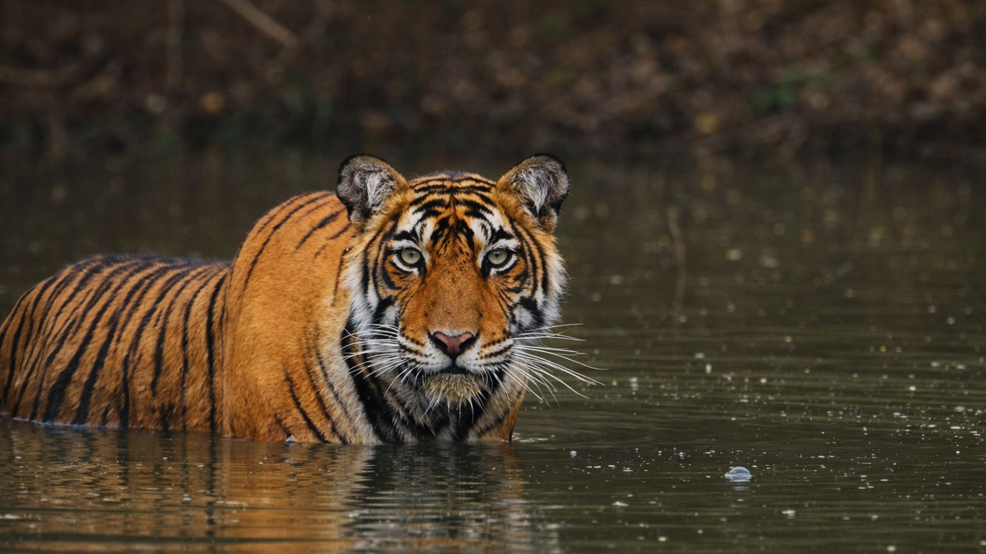 Skulle du möta det här rovdjuret?
