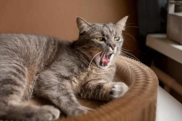 How to tell your cat is getting older and needs extra care