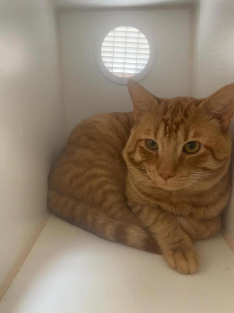 Take your pick from these dogs and cats yearning for a home