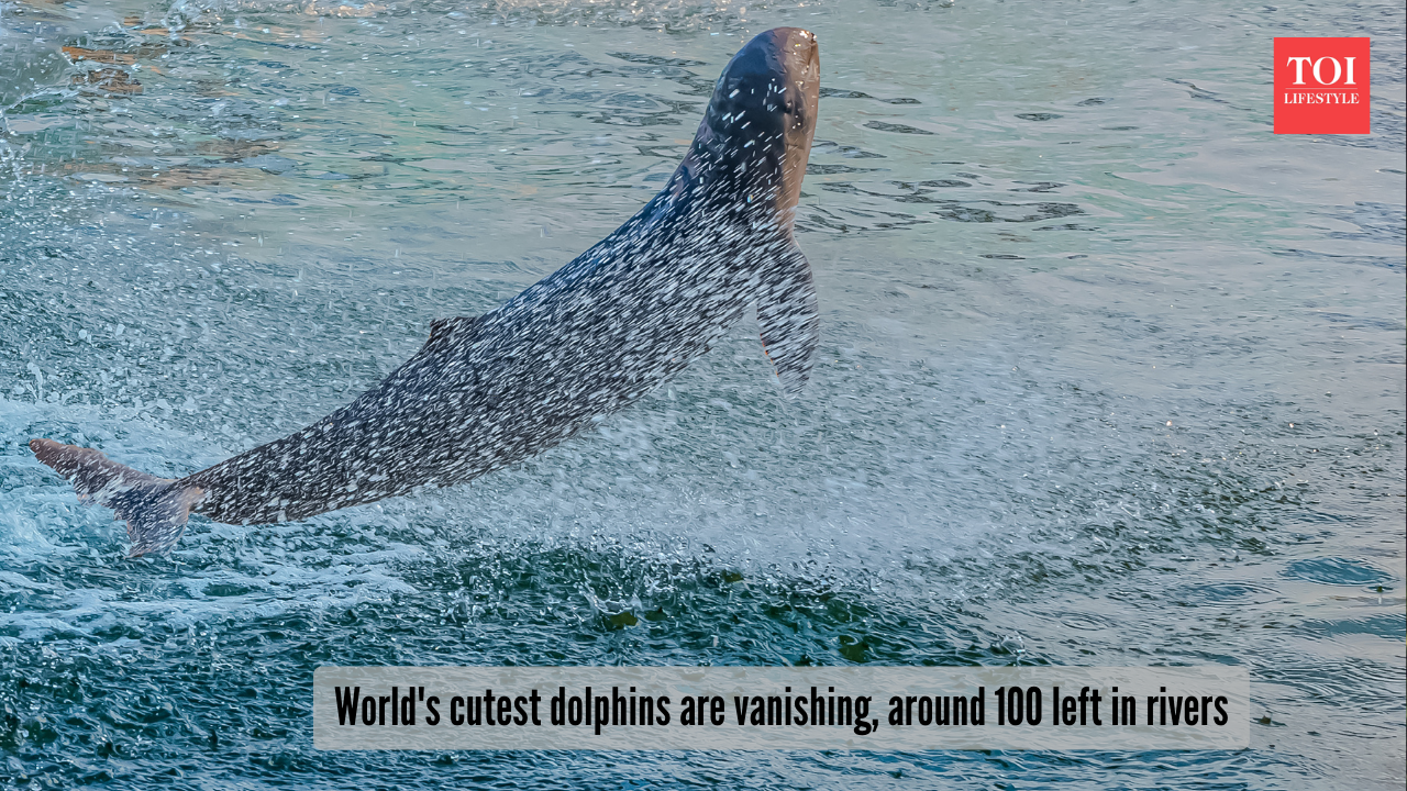 World's cutest dolphins are vanishing: Irrawaddy dolphins are racing to ...