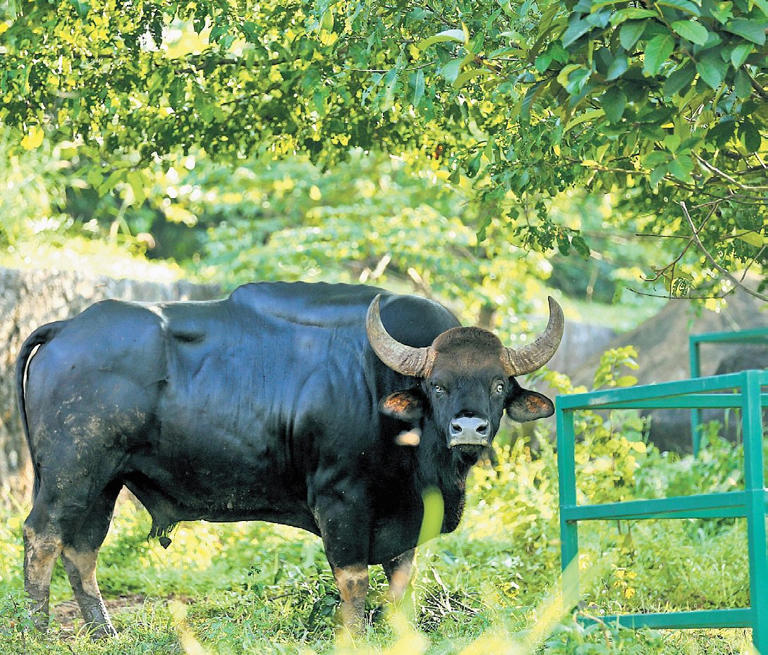 A 2 Z from Kerala in 2026