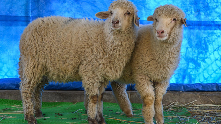 India's first gene-edited sheep just turned one. How's it doing?