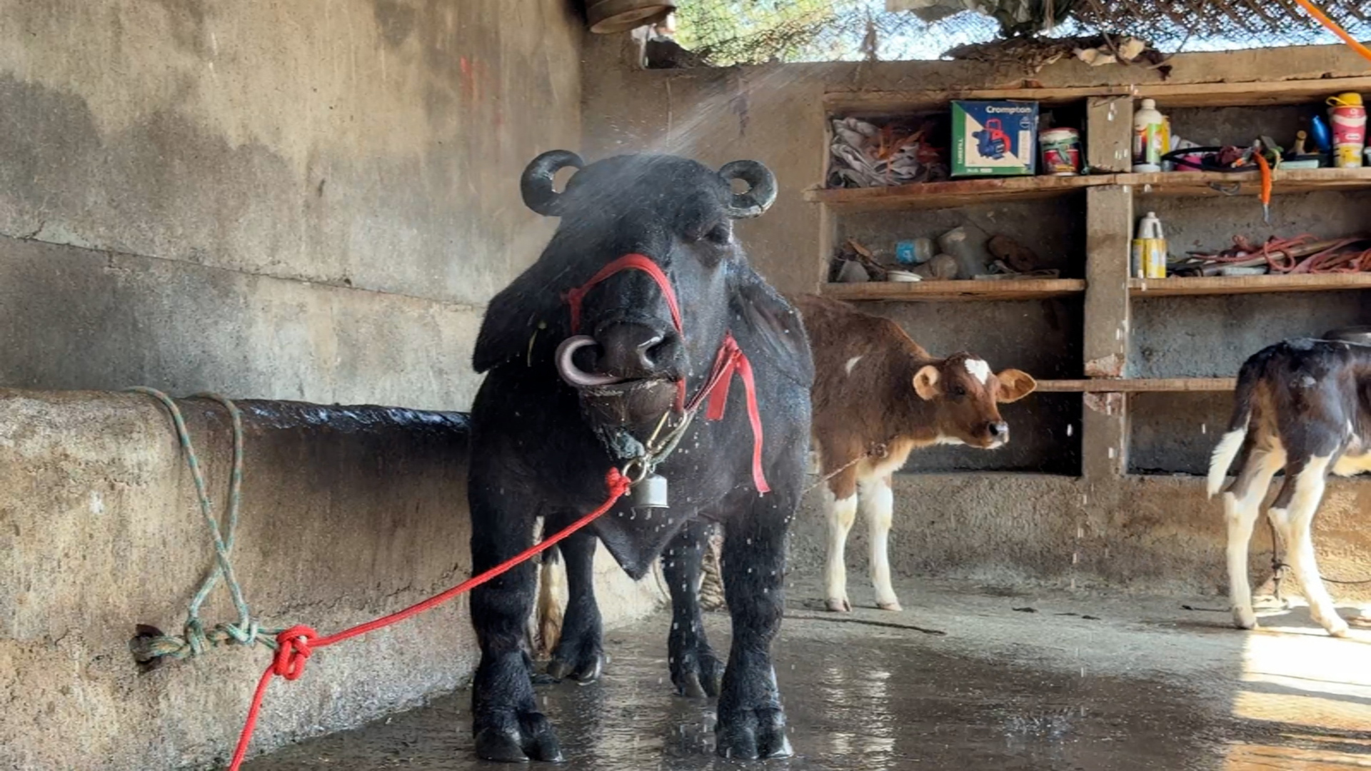 Shortest living water buffalo 83.8 cm (2 ft 8 in) achieved by Radha