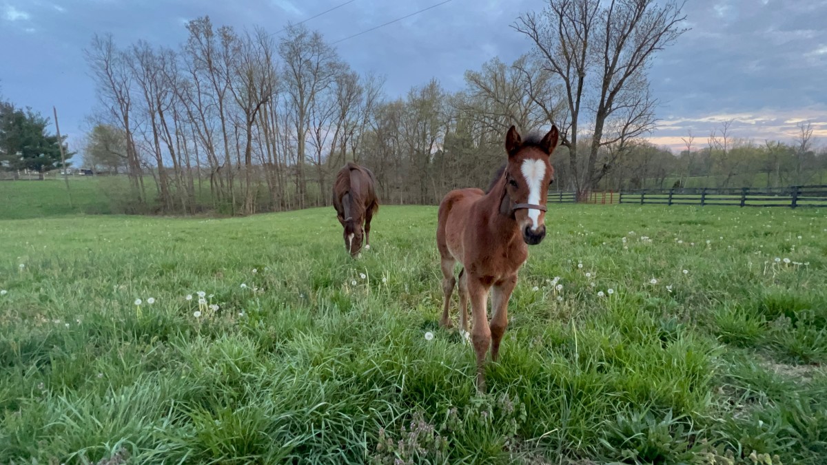 Geaux Crazy’s debut win brings Hernandez family 'full circle'