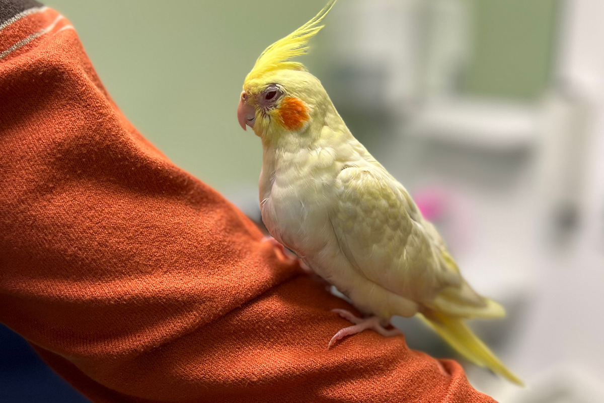 Polizei stoppt zugedröhnten Autofahrer und seinen Papagei