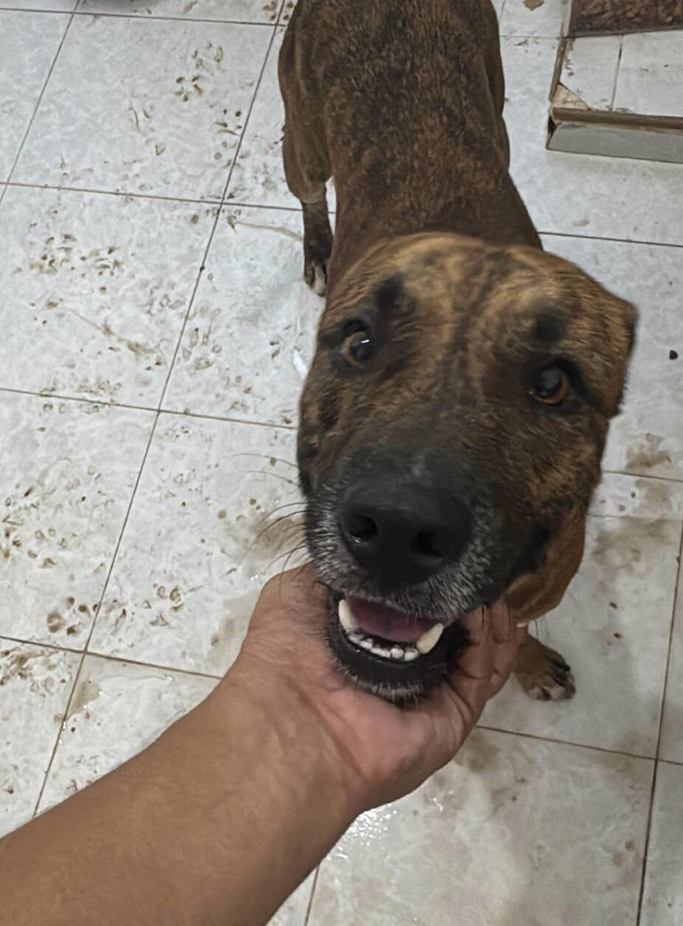 Strangers step up in the best way after dog is caught stealing toy from ...