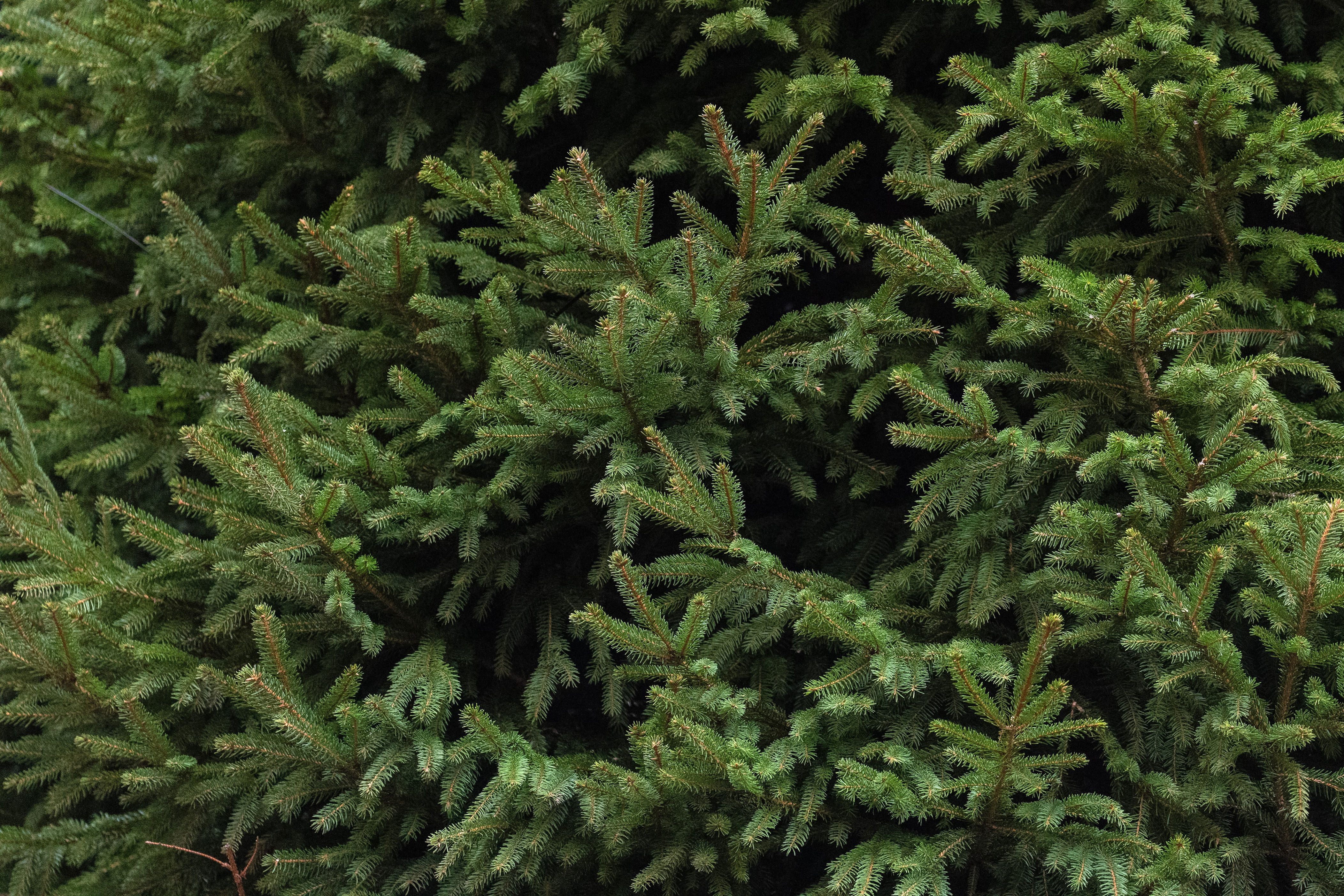 Local city to collect Christmas trees starting next week