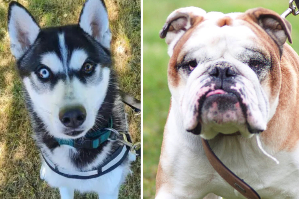 Speed-Dating auf Tempelhofer Feld: Finden diese Hunde das perfekte Match?