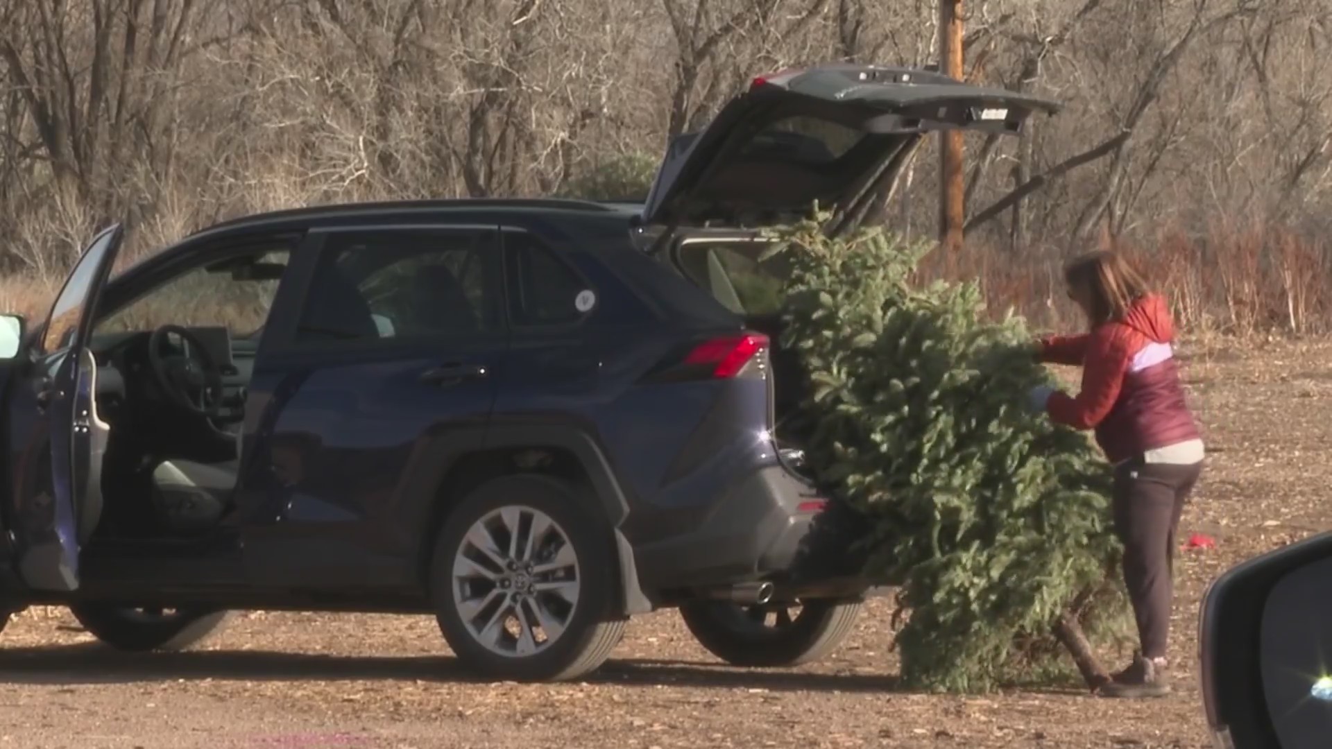 Christmas trees get second life with post-holiday recycling