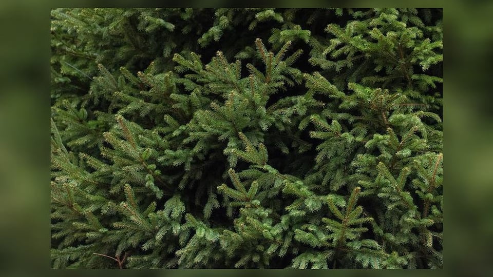 Local city to collect Christmas trees starting next week