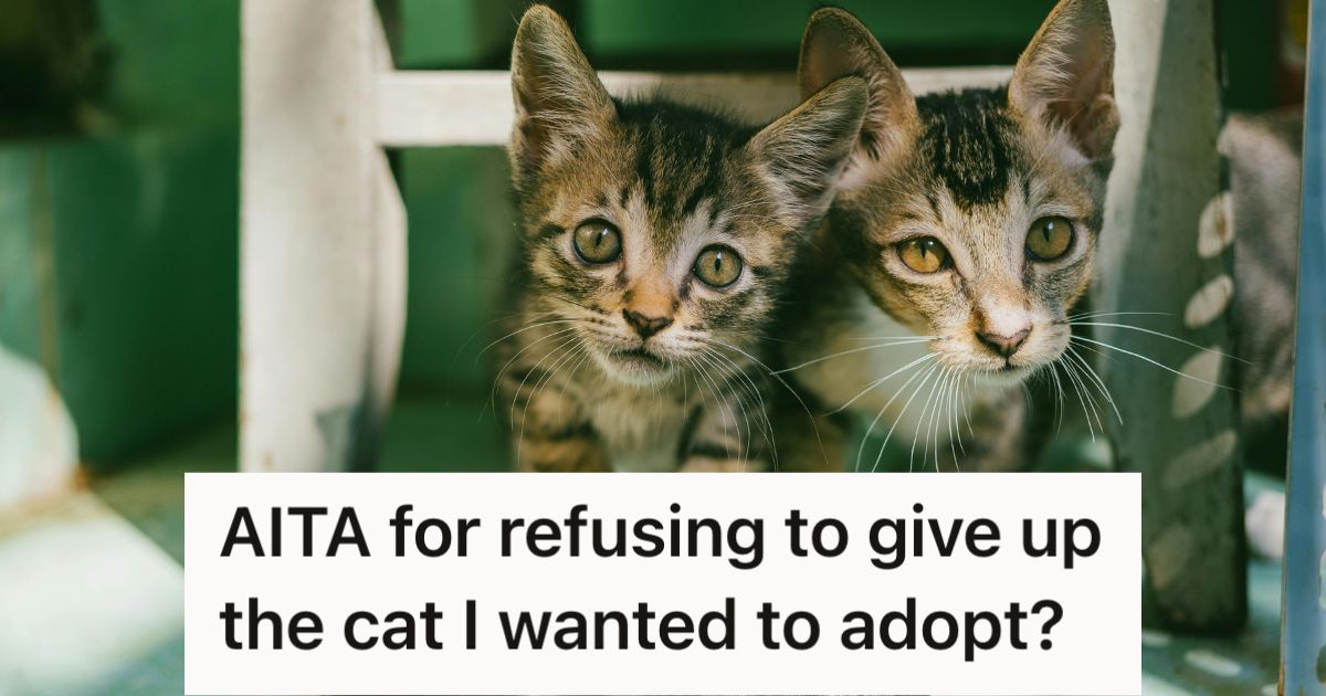 Woman Refused To Give Up A Cat She Wanted To Adopt, So The Foster ...