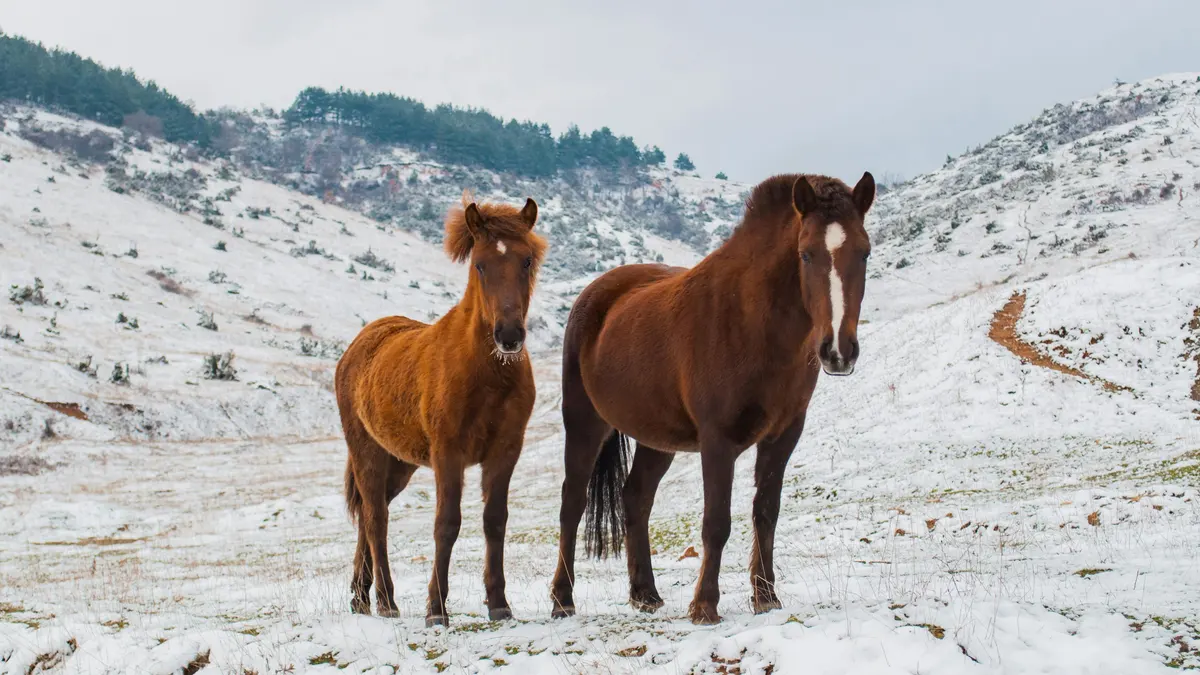 Cuando el invierno llega a la cuadra