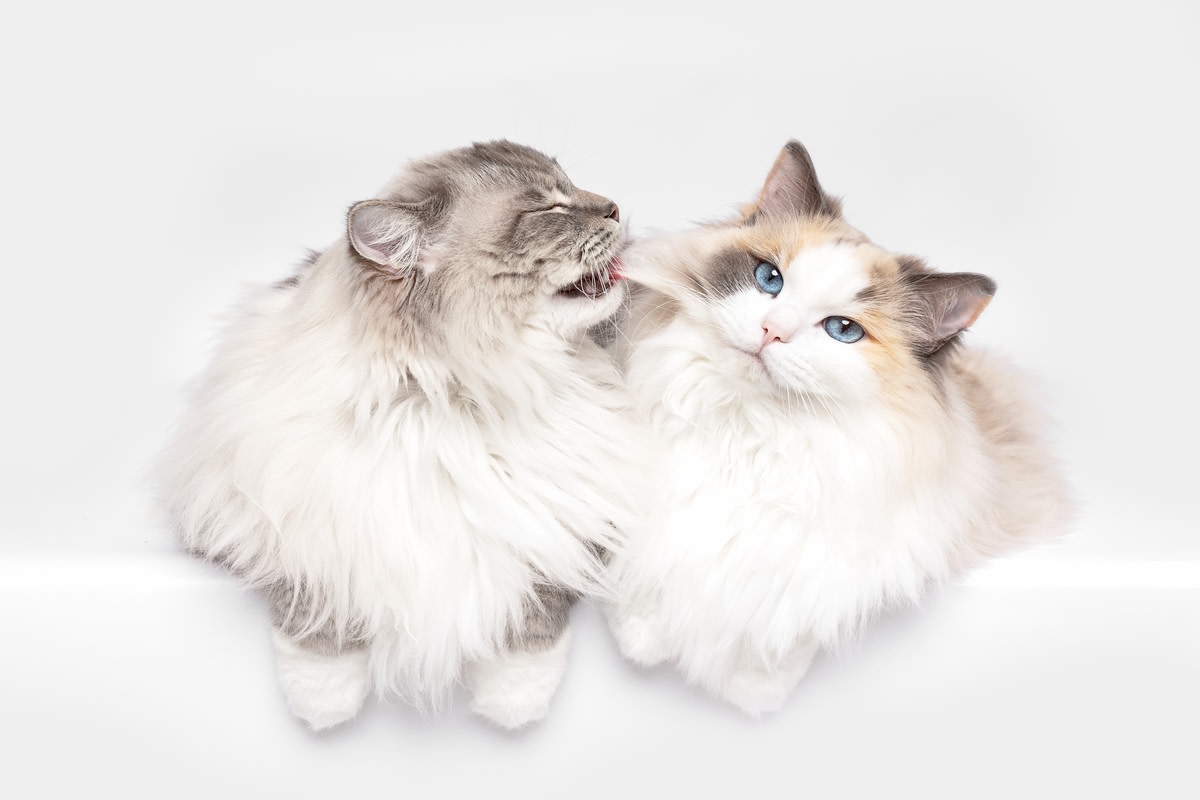 First time ragdoll cat's complicated feelings for 'baby daddy' are like ...