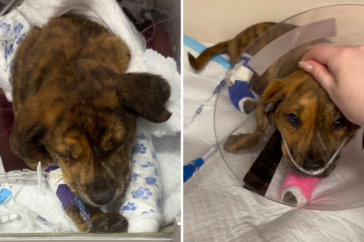 Shelter puppy left catastrophically injured after getting run over by car!