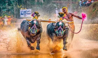 Ninth edition Mangaluru Kambala to be held at Gold Finch City from Dec 27