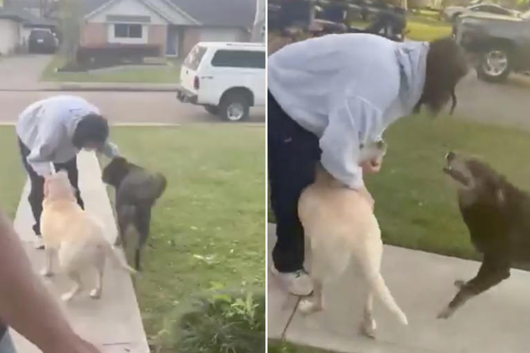 Astronaut Suni Williams shares sweet reunion with her dogs after months ...