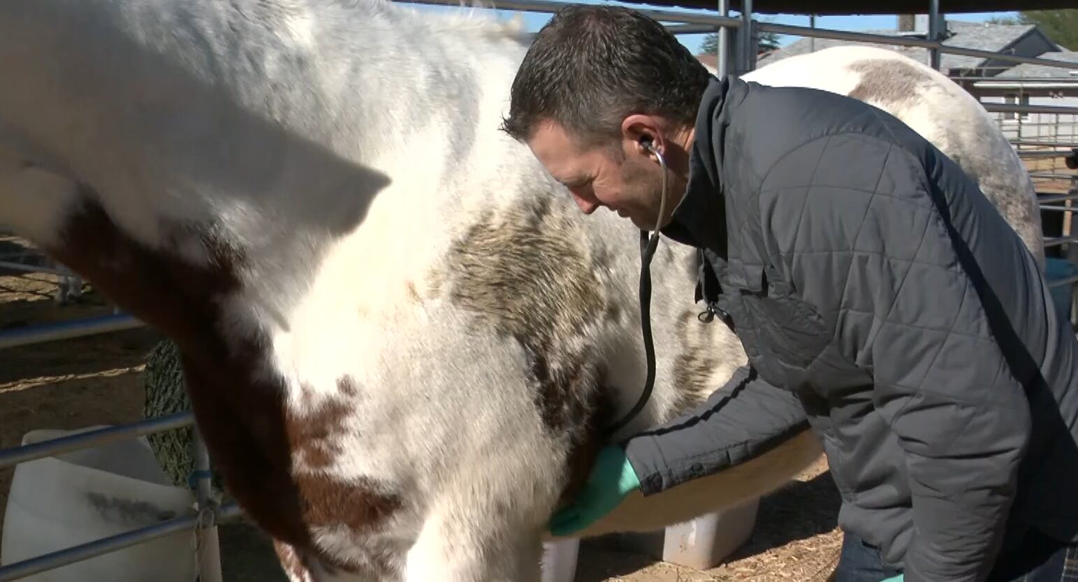 A critical shortage is impacting Southern Nevada horse owners