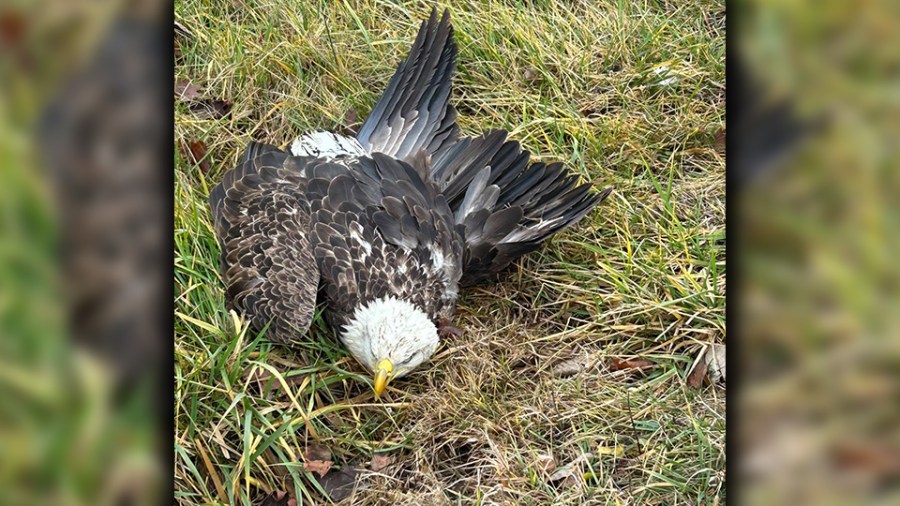 Bald eagle hit along road, injured near Ripley, West Virginia