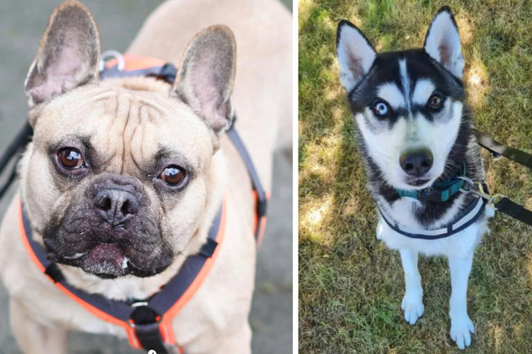 Speed-Dating auf Tempelhofer Feld: Finden diese Hunde das perfekte Match?