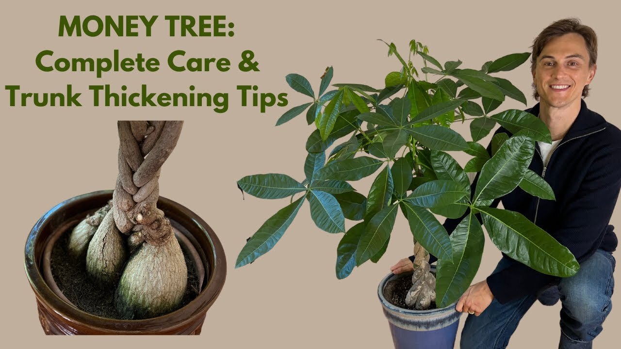 Money tree: How to grow, trunk thickening techniques, & braiding tips ...