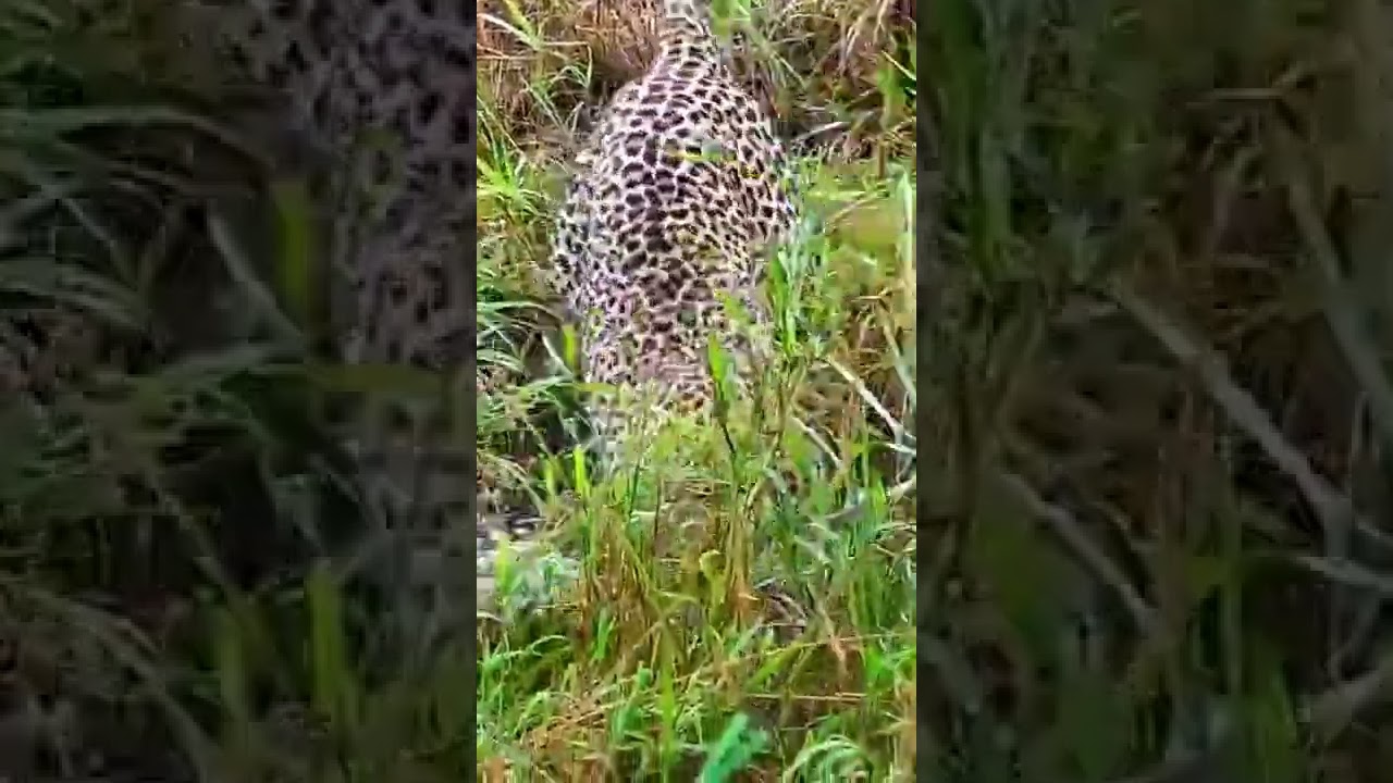 Leopard fishing at Mara waterhole amazes wildlife watchers