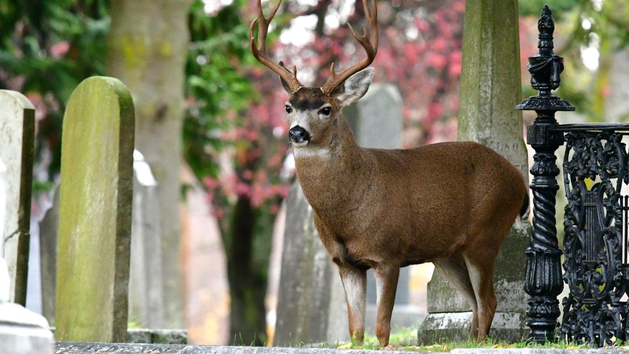 Glowing urine, shining bark: Deer may speak in secret visuals