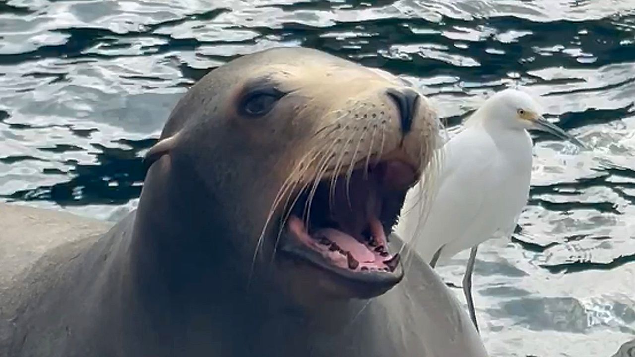 Foca impaciente grita por lanche em parque na Flórida