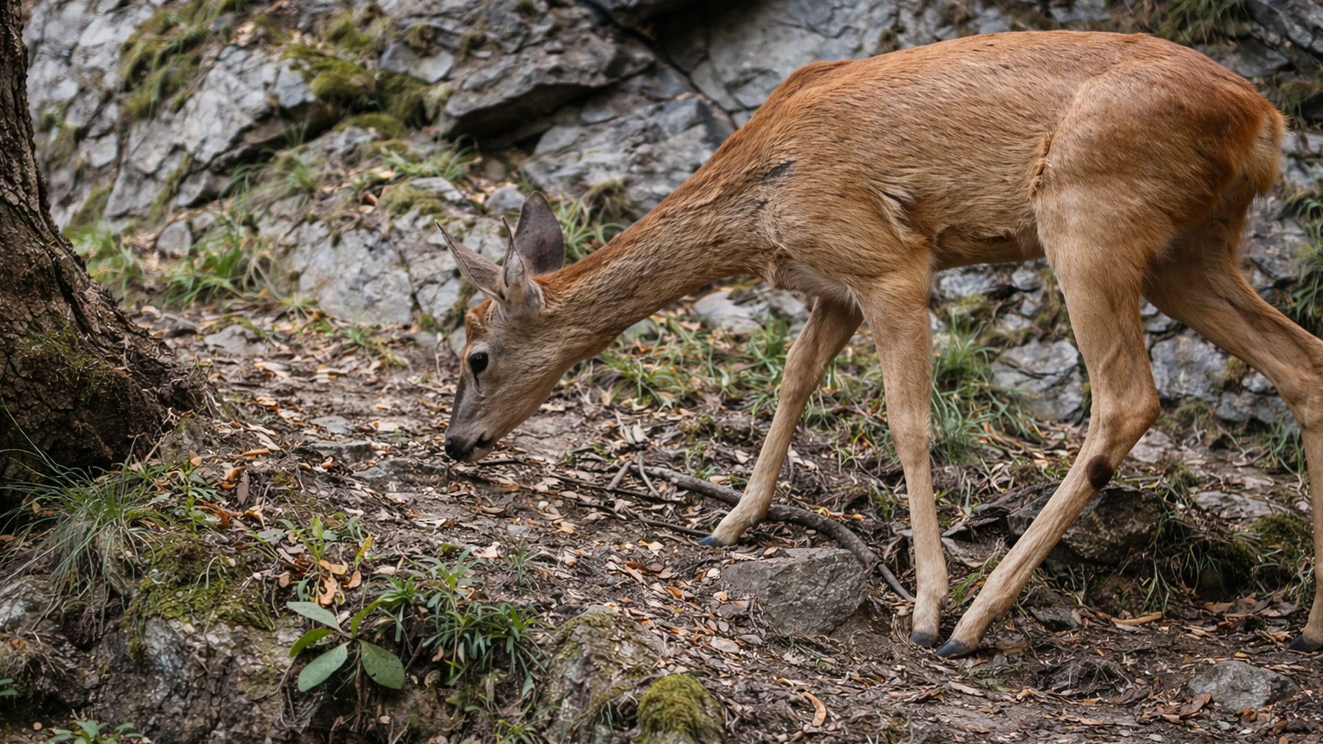 Hidden camera captures wildlife moment in the forest