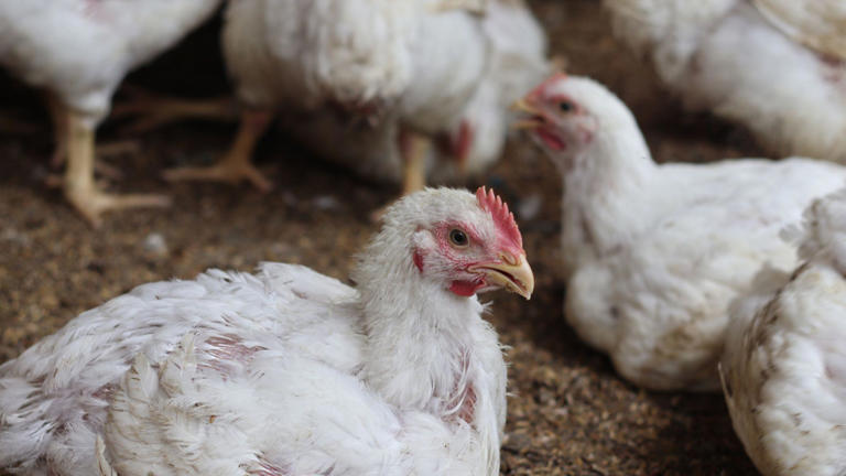 Bird flu confirmed at commercial poultry farm