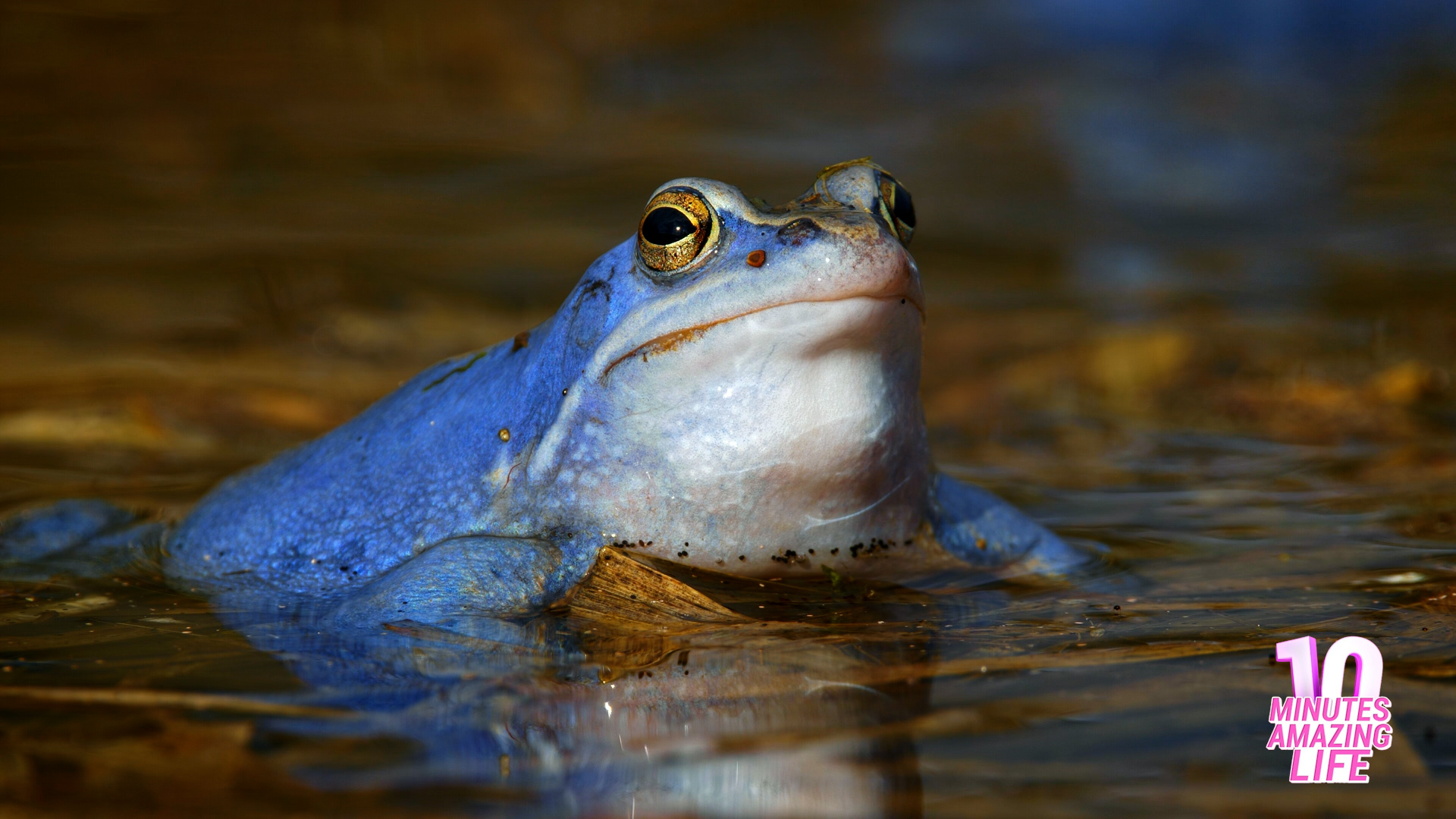 I filmed a moor frog resting in water
