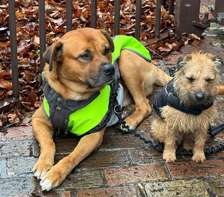 Strood dog owner spotted in park 'fondling' his dog's private parts in ...