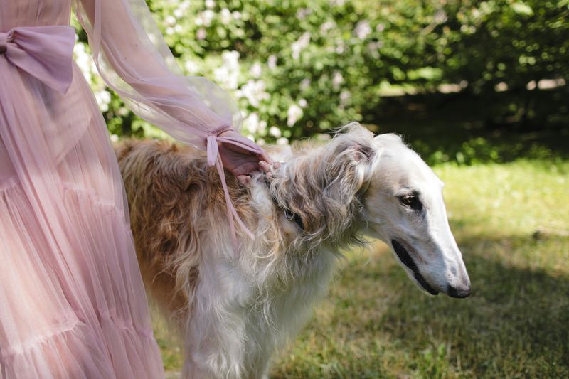 Some breeds are better at ignoring chaos than joining it – 14 dogs that ...