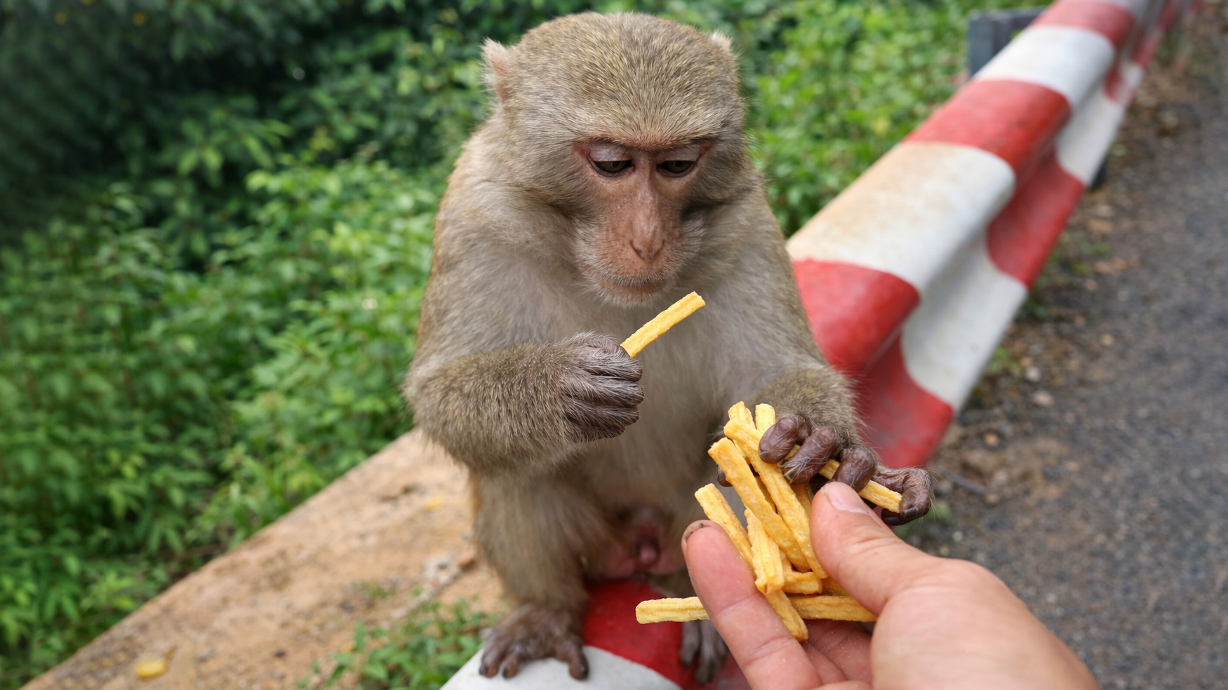 Funny monkey tries French fries for the first time