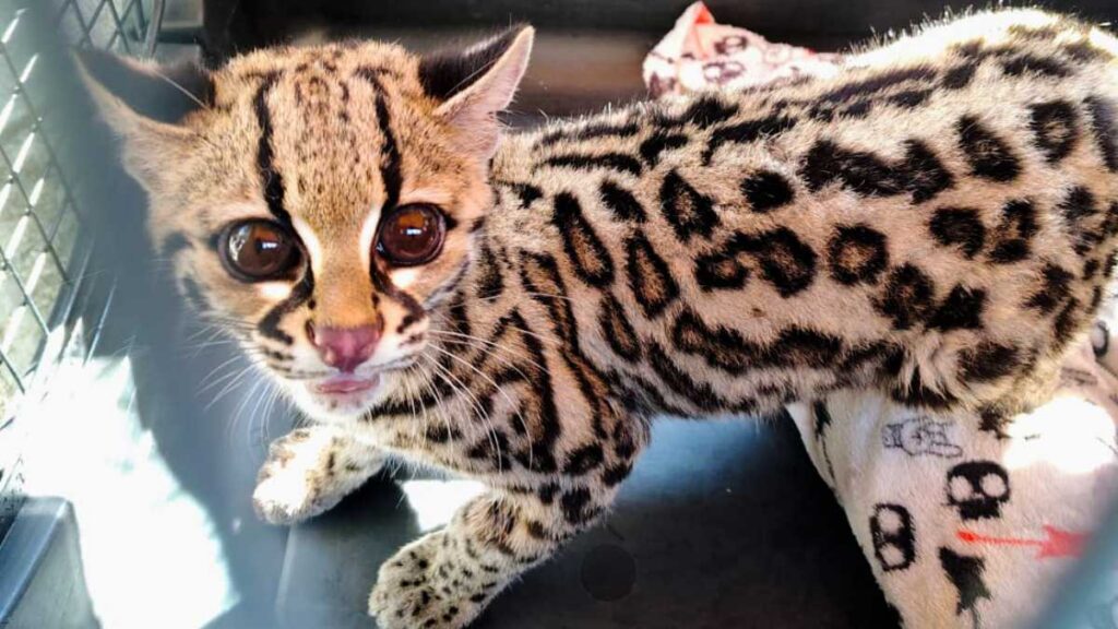 Profepa asegura tigrillo encontrado en una casa de Álvaro Obregón, CDMX