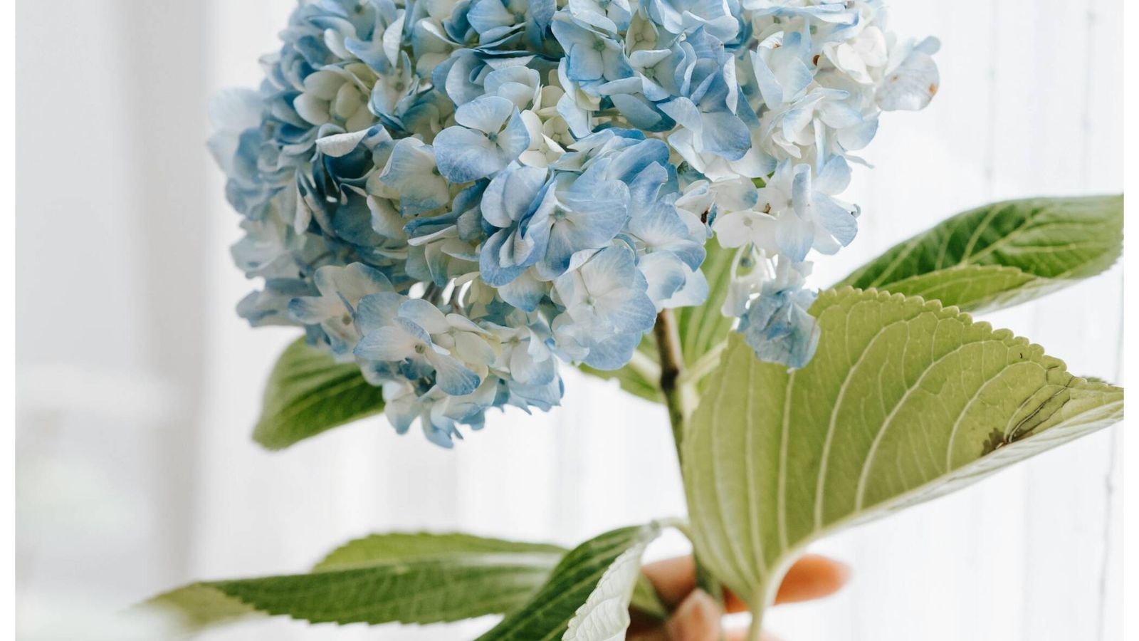 Dónde colocar la planta de hortensia para atraer comprensión y serenidad