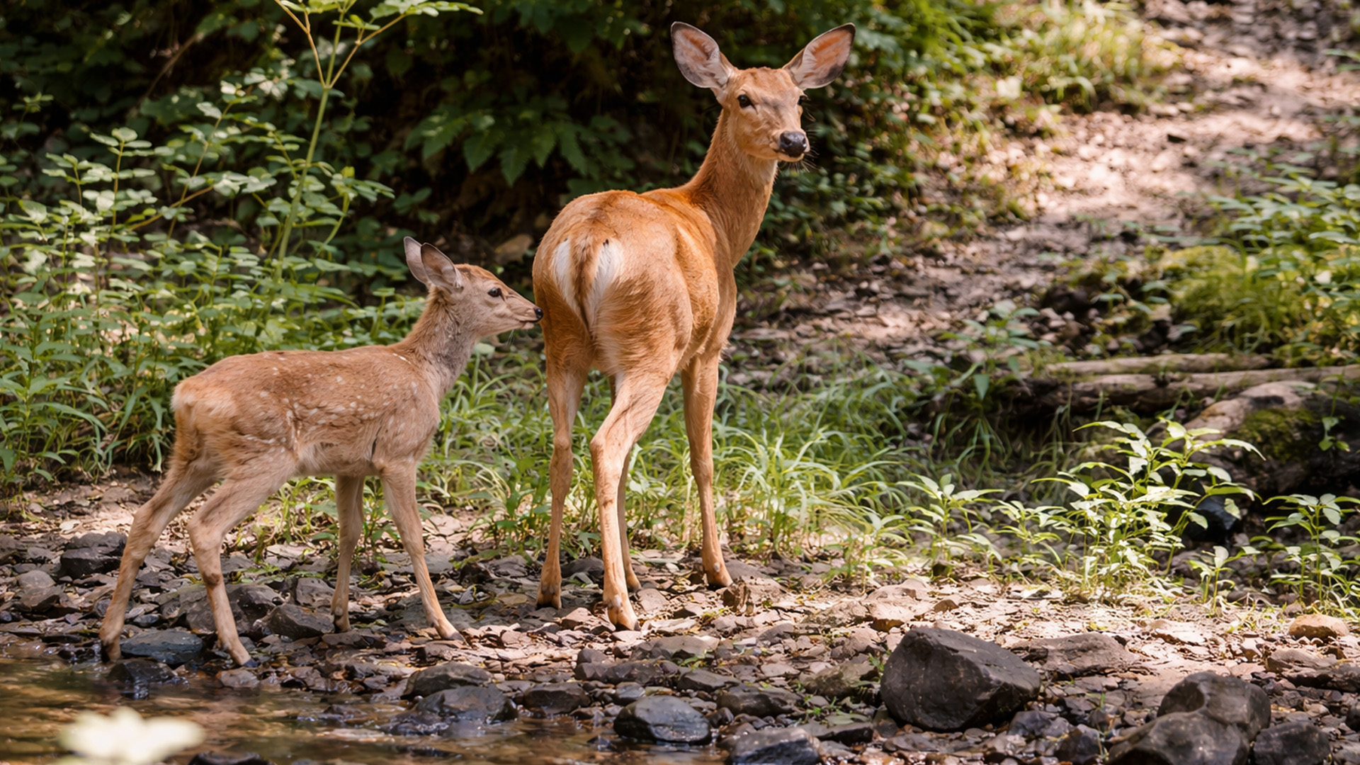 Hidden camera captures a deer family by the stream