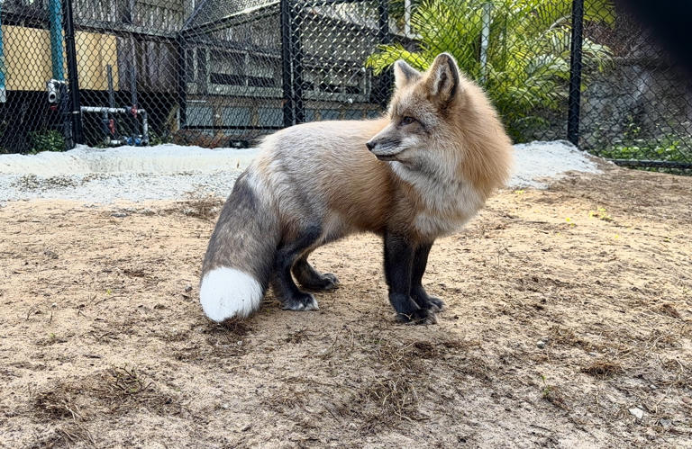 Hundreds of animals were rescued from a fur farm. Meet Sadie and Seth.