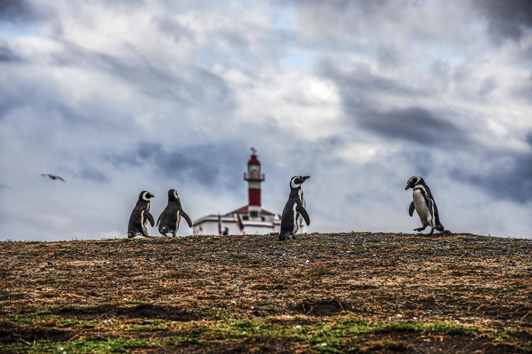 Kap Hoorn: Expeditionskreuzfahrt ans Ende der Welt