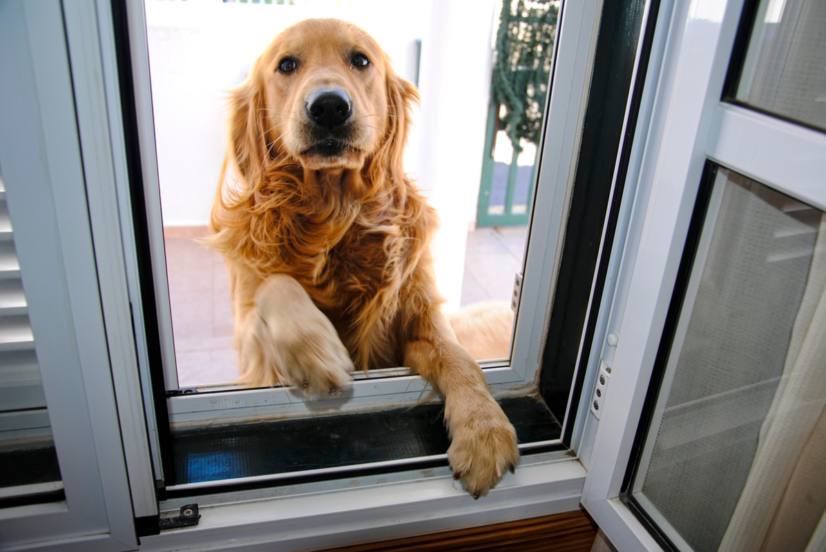 Golden retriever won't go out unless both parents come on walk and it's ...