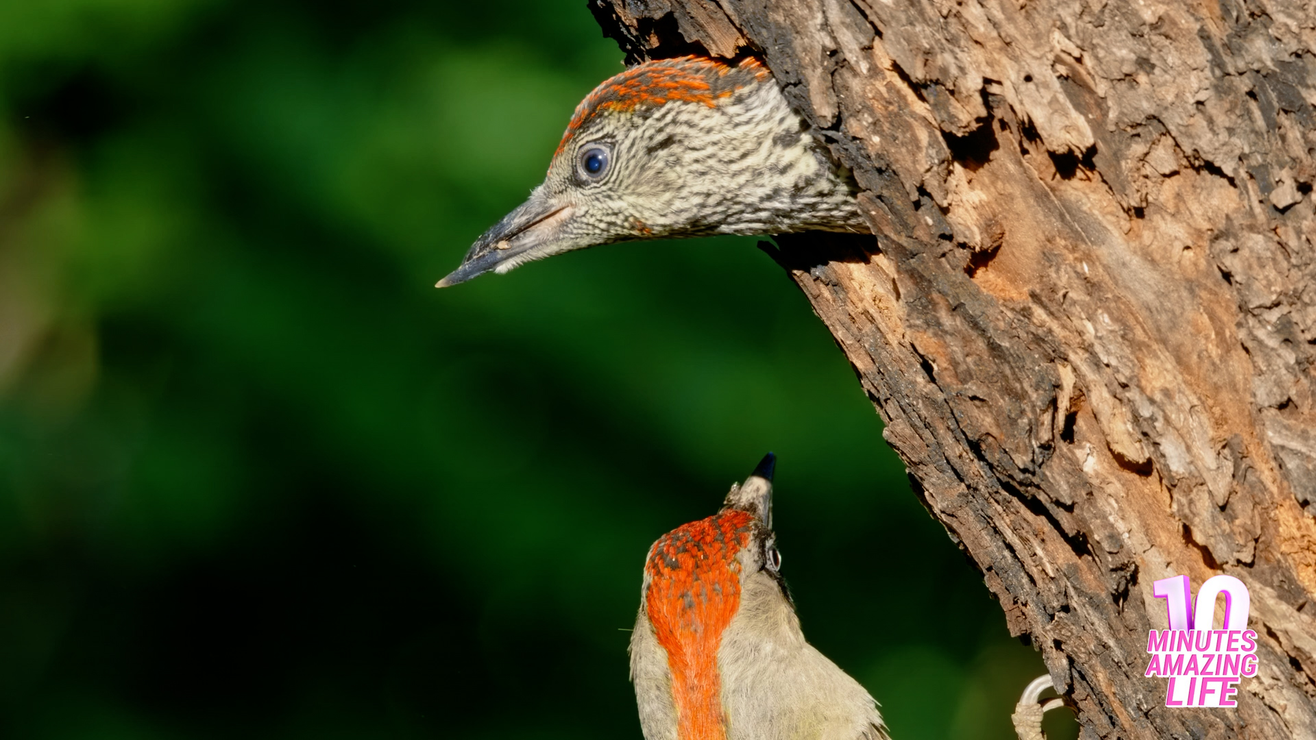 I filmed a woodpecker peeking from a tree