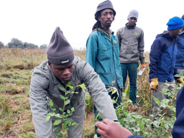 8,000 new trees planted to save South Africa’s rare parrot