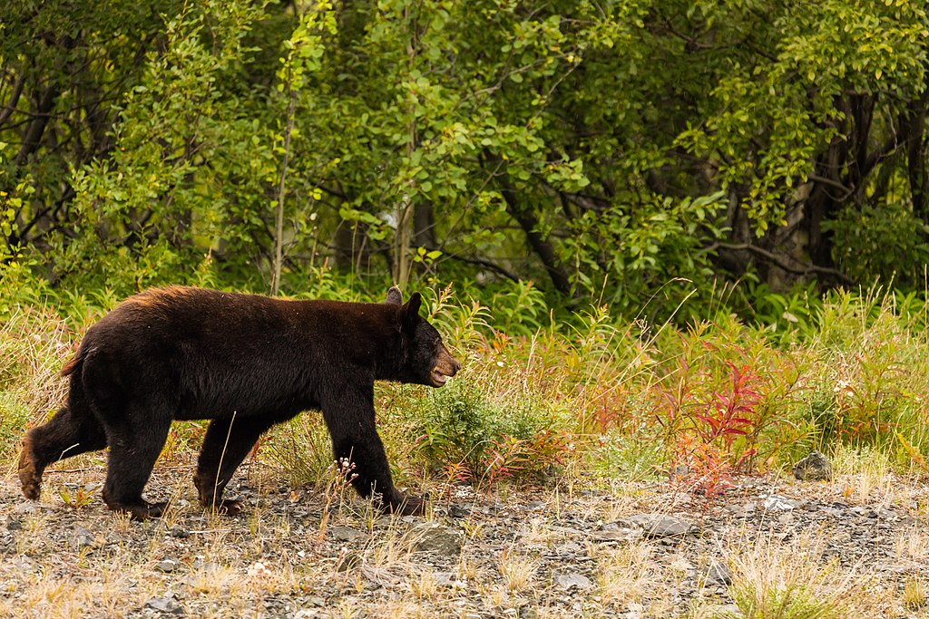 14 bear behavior patterns that hunters misread