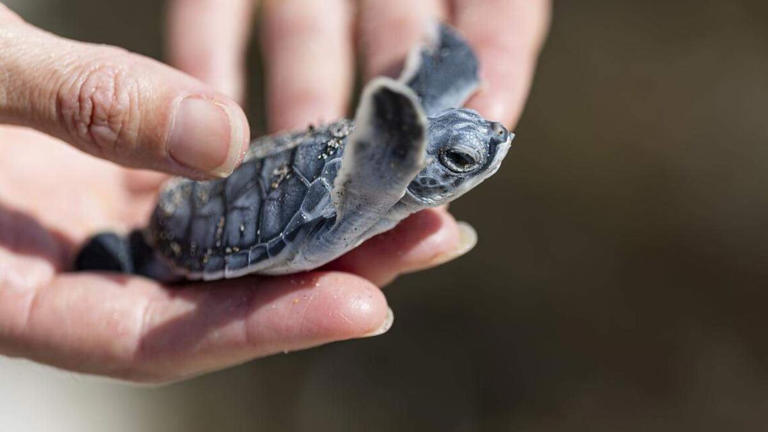 How this Florida barrier island community pushed back against ...