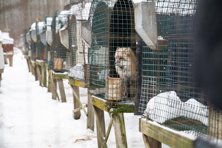 Hundreds of animals were rescued from a fur farm. Meet Sadie and Seth.