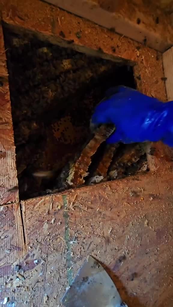 Uncovering a massive hidden beehive in my shed floor